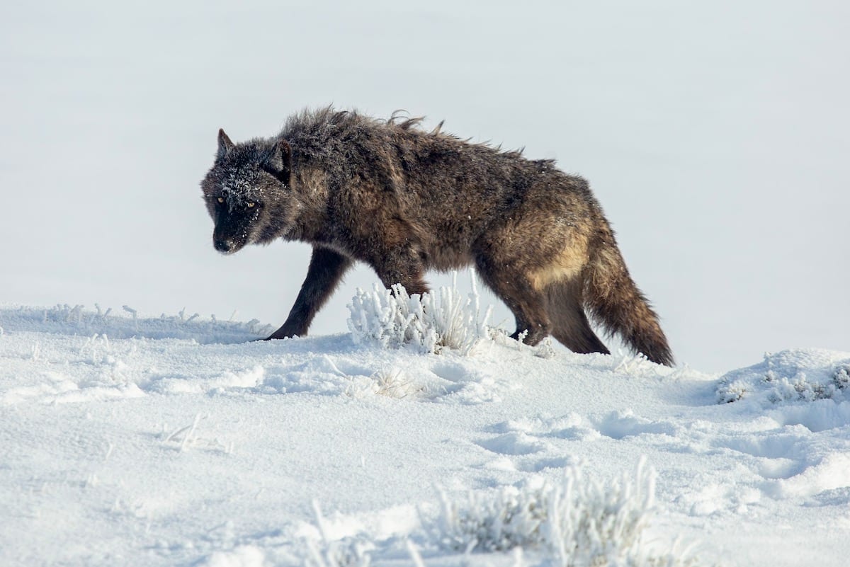 Wolves in the Northern Rockies: A triumph and a plague