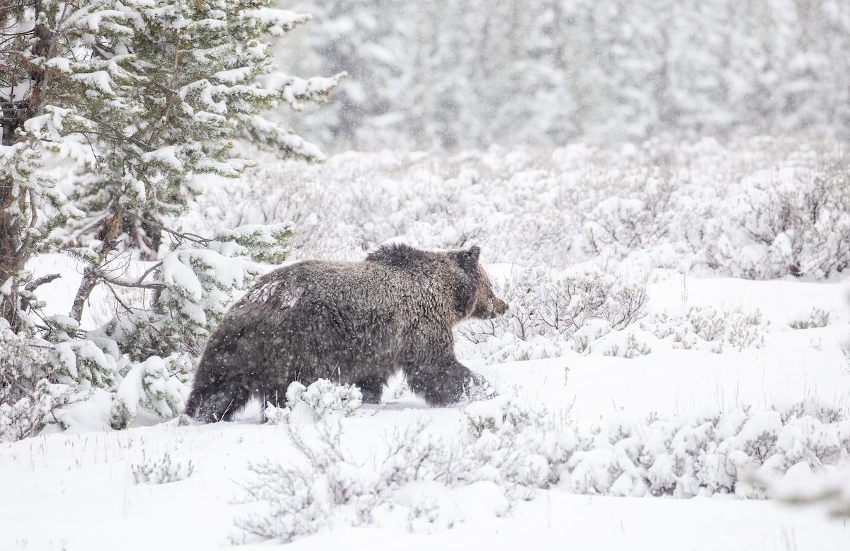 DOGE guts Yellowstone grizzly science team