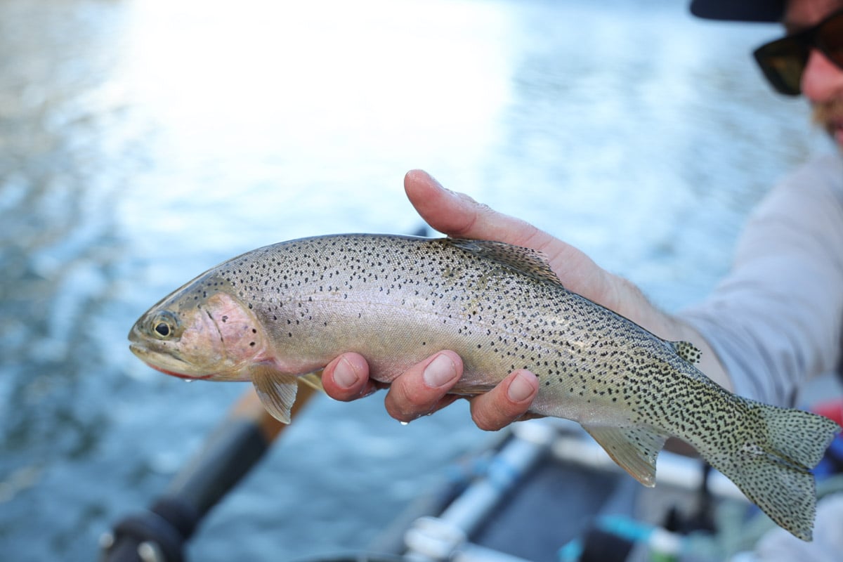 Are fish pics poisoning Missoula’s dating waters? – The Pulp